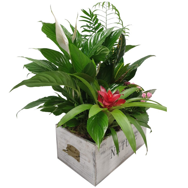 PLANTAS BOX